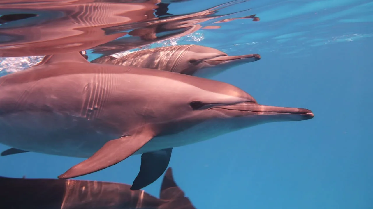 Delfinreise & Schwimmen mit Delfinen | Freies Menschsein